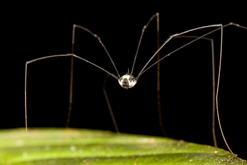 Spider Control 101: Eliminating Daddy Long Leg Spiders
