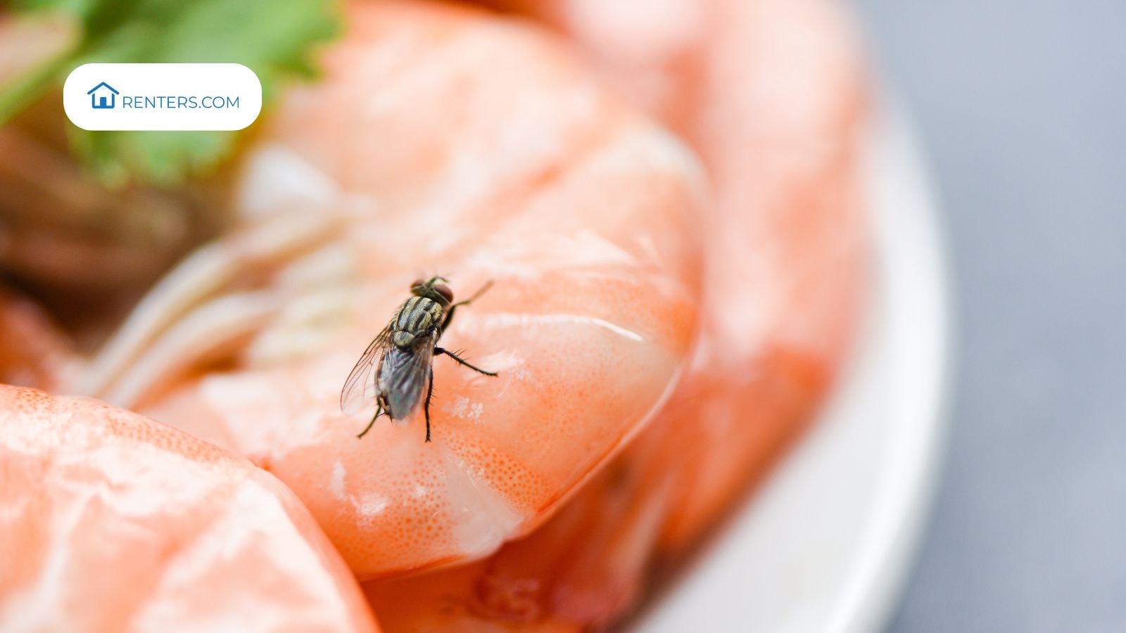 Do House Flies Bite? Learn the Truth Behind Their Behavior