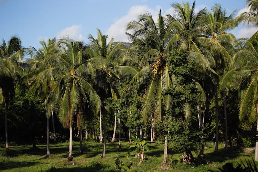 Sustainable Palm Oil Planting & Production Guide: From Cultivation to ...
