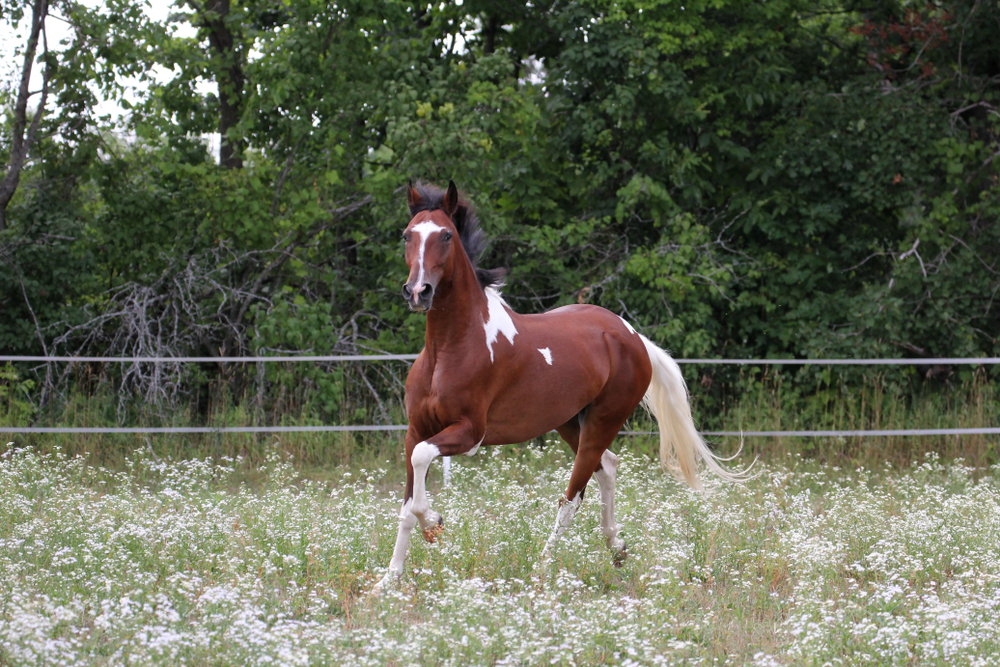 Best Horse Breeds for Trail Riding - Everday Equine
