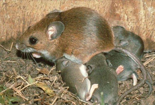 The Life Cycle & Reproductive Habits of Mice