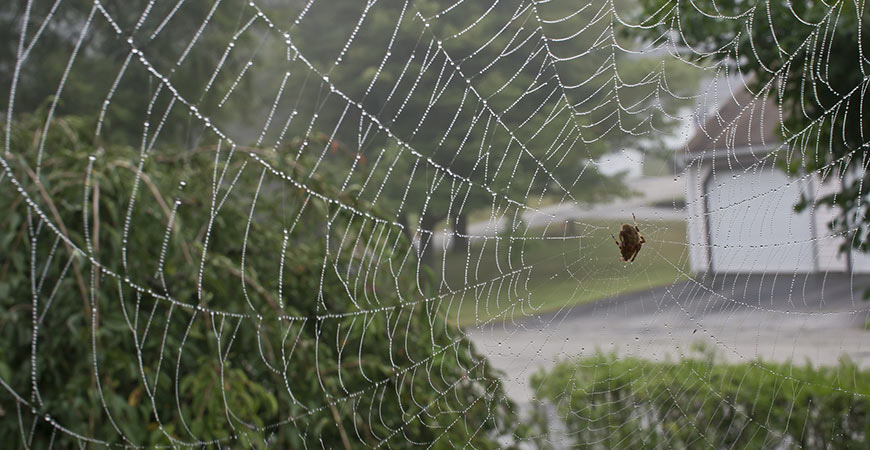 Sleeping Spider-Free: Ultimate Guide to Keep Spiders Away