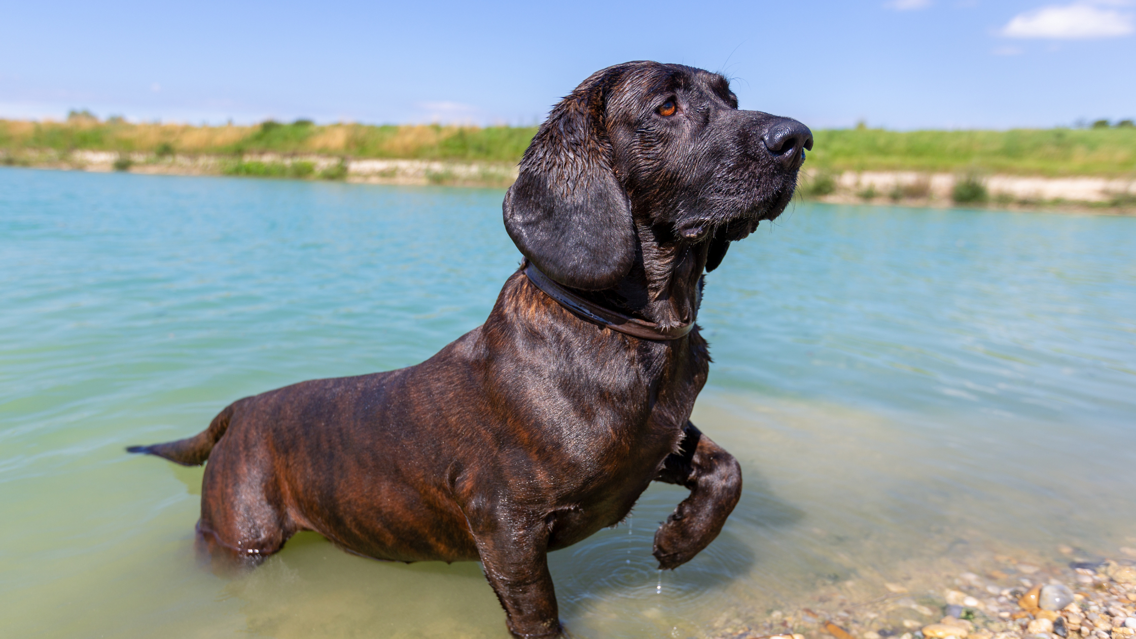 Hanoverian Scenthound - FurLyfe!