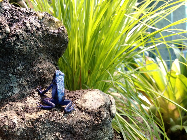 Can You Keep Mourning Geckos With Dart Frogs? - ReptileStartUp.com