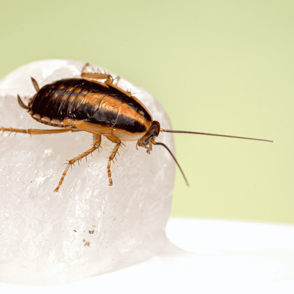 Unveiling Roach Behavior: The Fascinating Truth About Roaches and Salt
