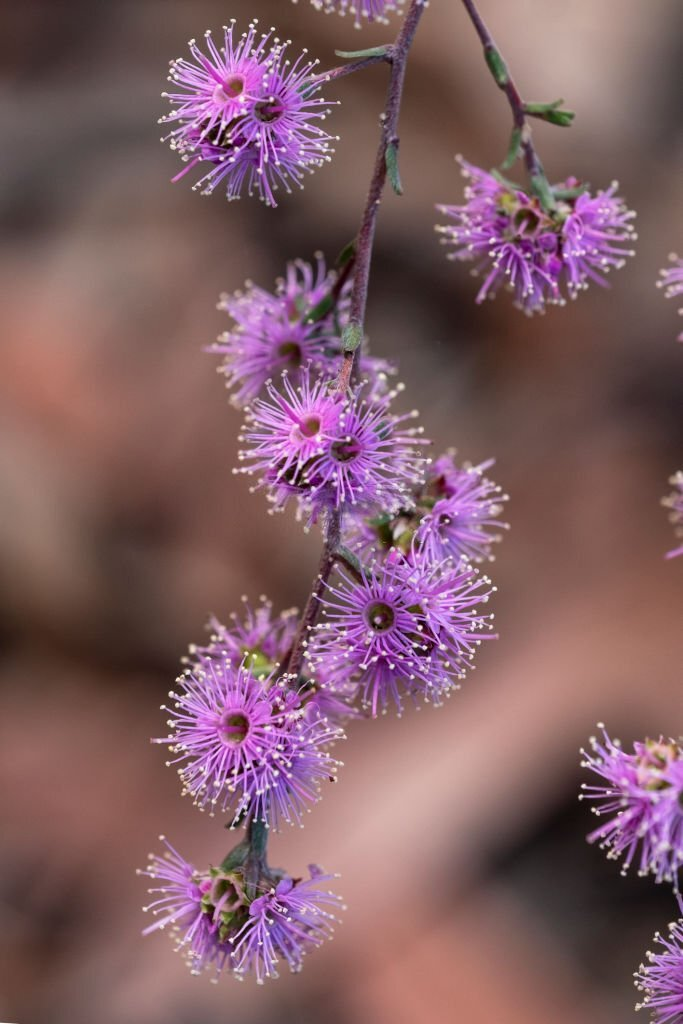 🌹20 Exquisite Flowers that Start with K