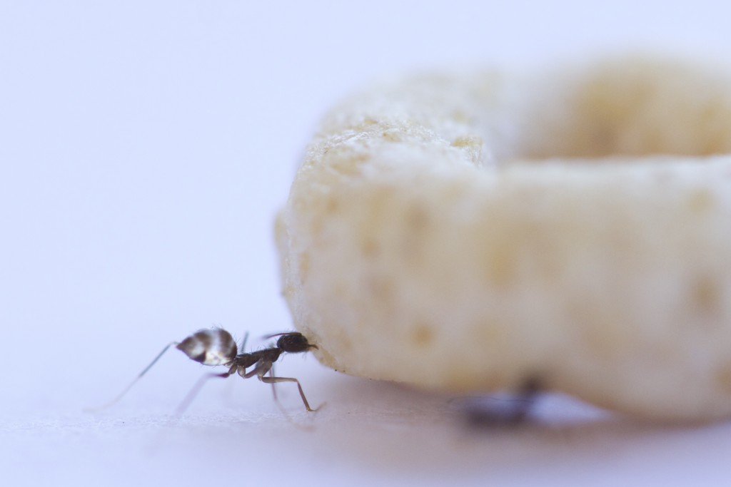 Unveiling the Incredible Strength of Ants: A Fascinating Exploration