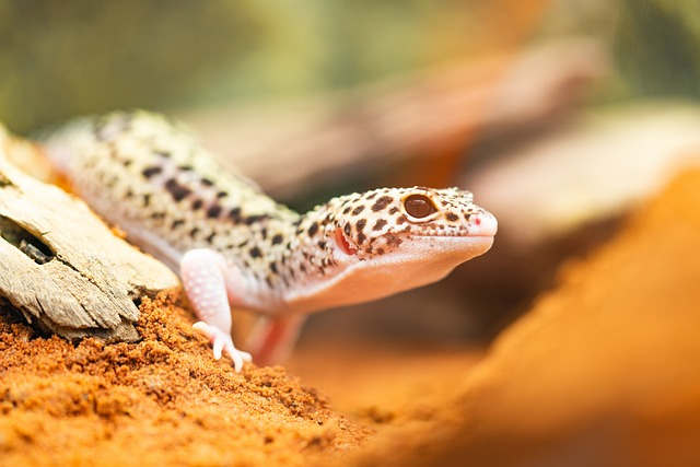 Why Do Leopard Gecko Legs Shake? - ReptileStartUp.com