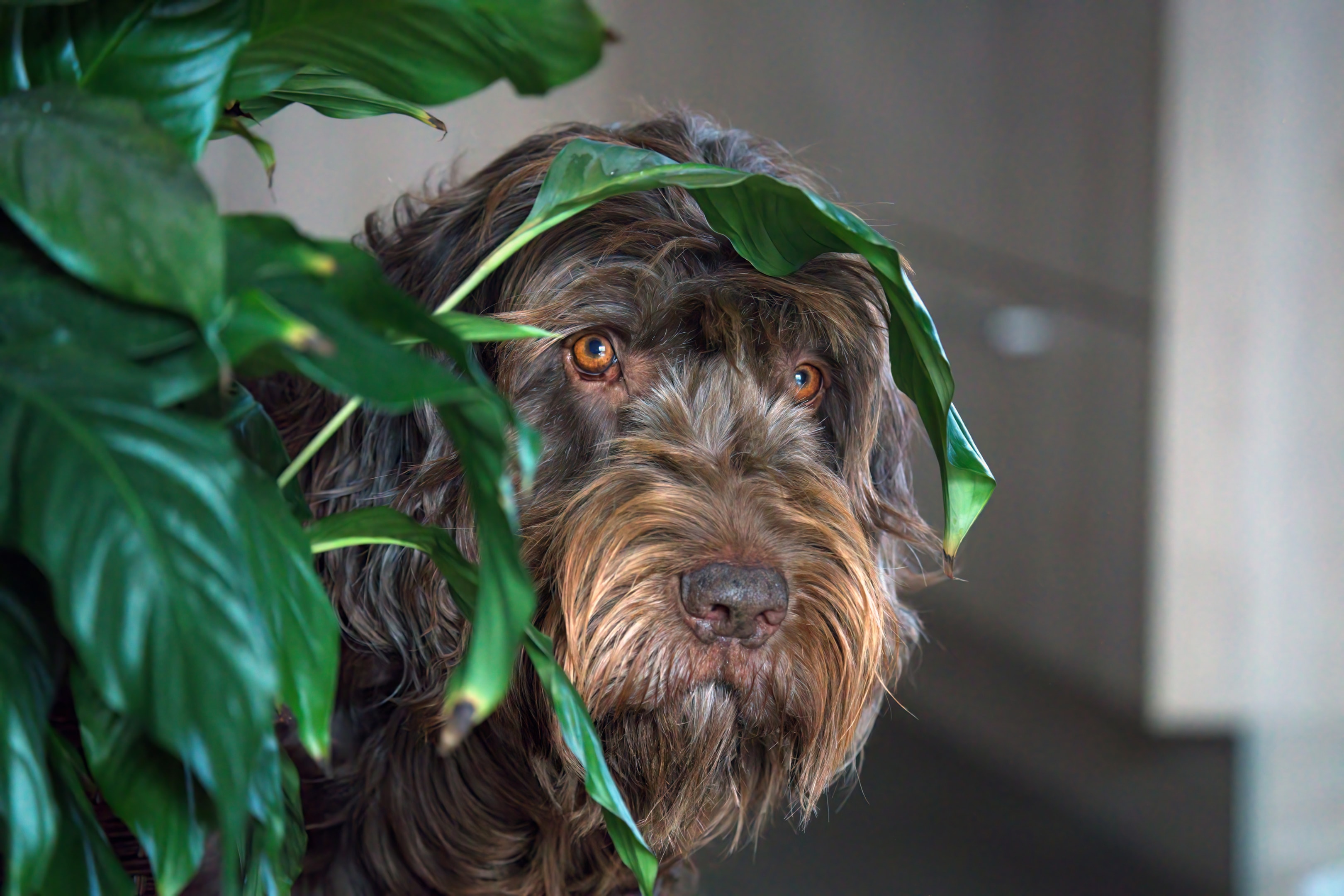 Pudelpointer - FurLyfe!