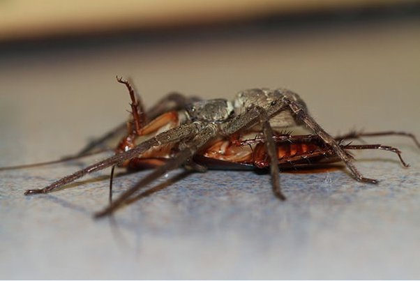 Spiders vs. Roaches: Unveiling the Truth About Spider Predation