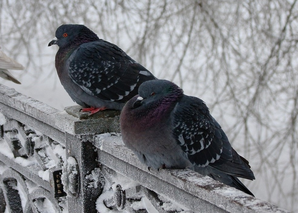 Pigeons and Cold Weather Survival: Expert Insights