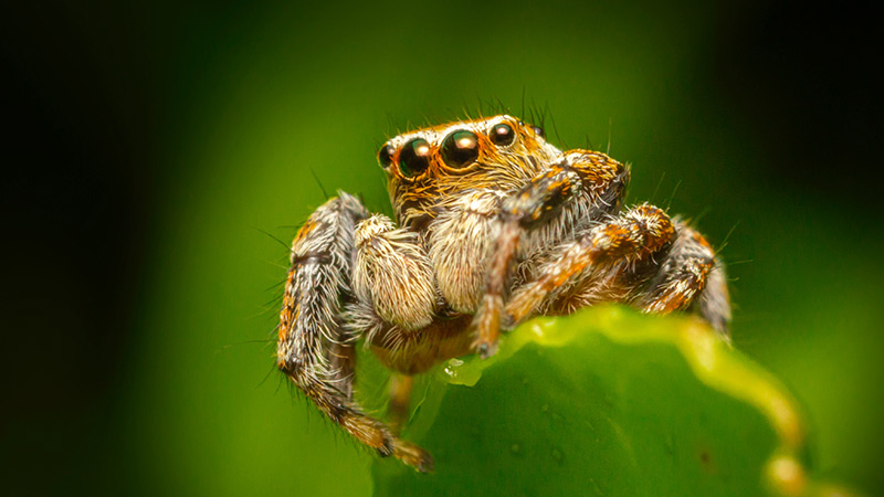Water Consumption in Spiders: Unveiling the Mystery of Spider Drinking ...