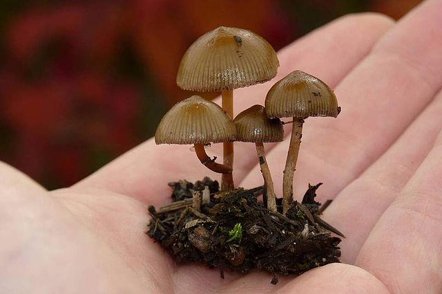 An Introductory Guide to Psilocybe Cubensis - 1UpMaps Psychedelics