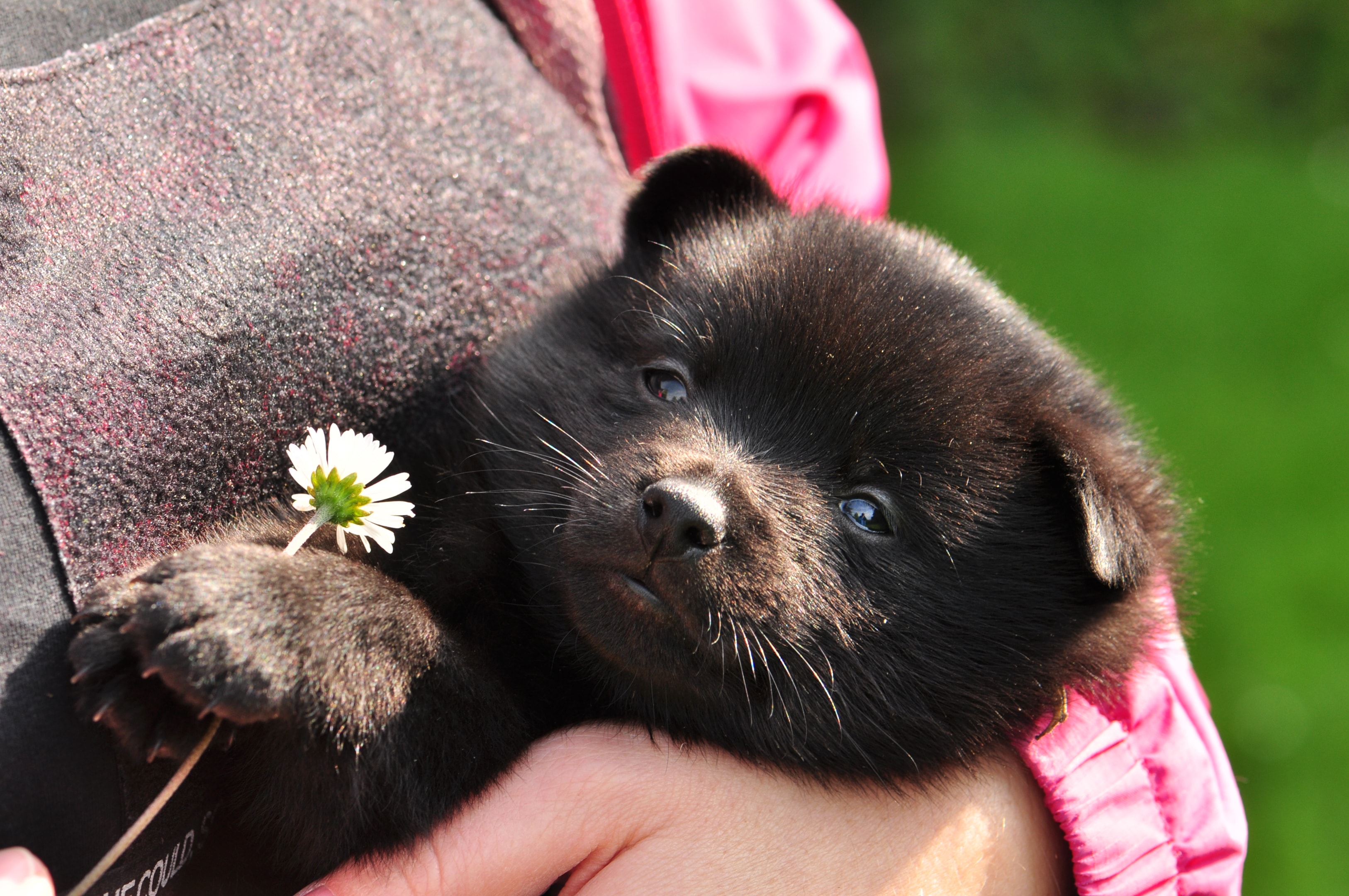 Schipperke - FurLyfe!