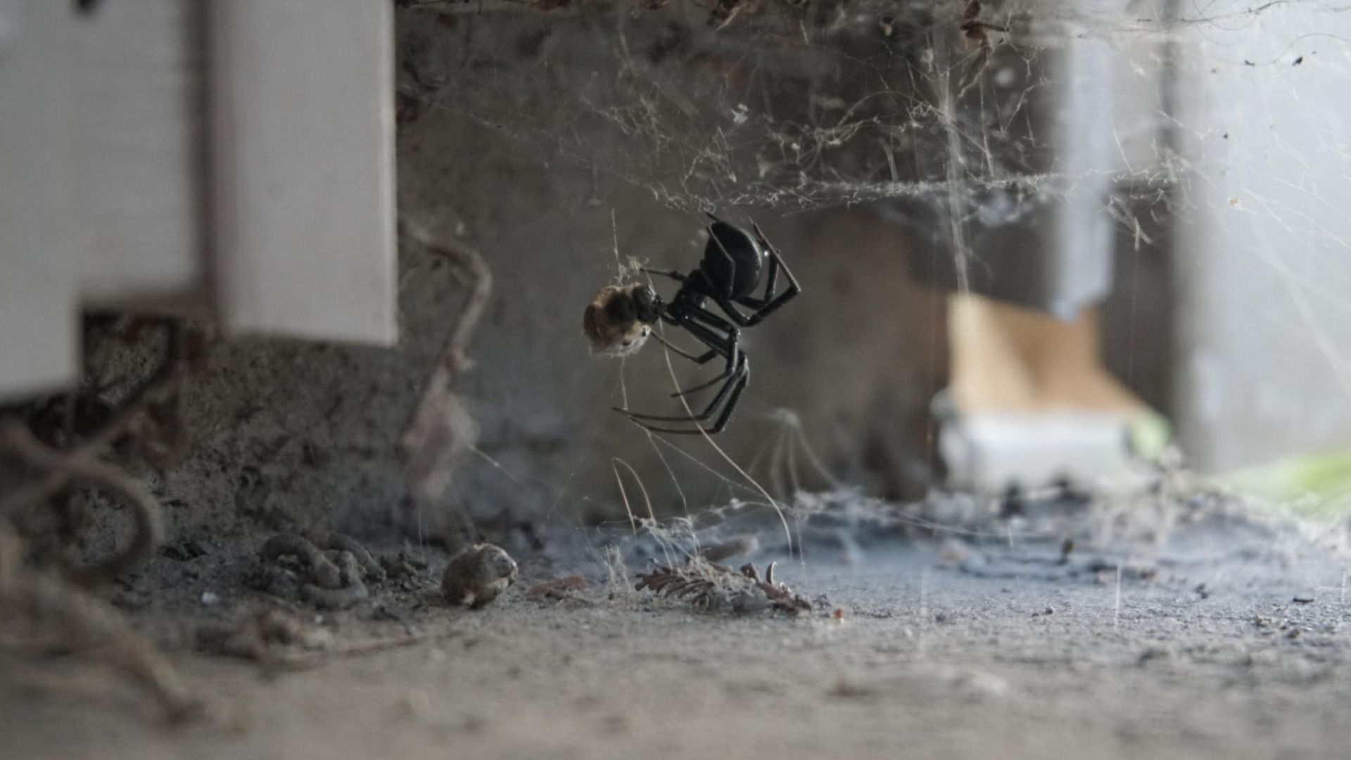 How to Get Rid of Black Widow Spiders - DIY Pest Control