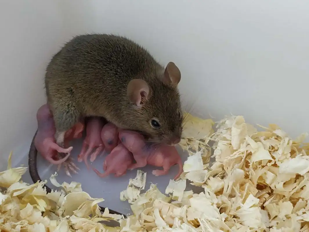 Understanding the Behavior of Mice: A Comprehensive Guide