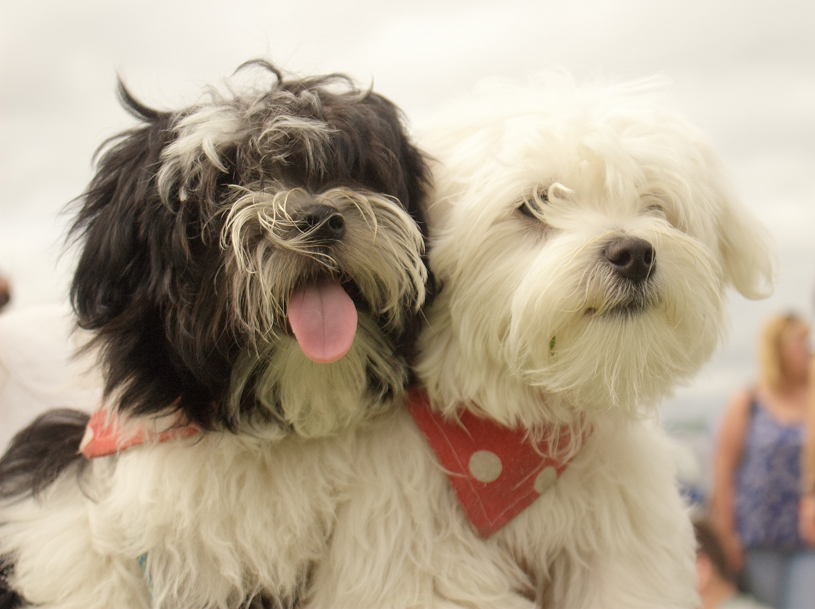 Cavachon: The Cavalier King Charles Spaniel and Bichon Frise Mixed ...