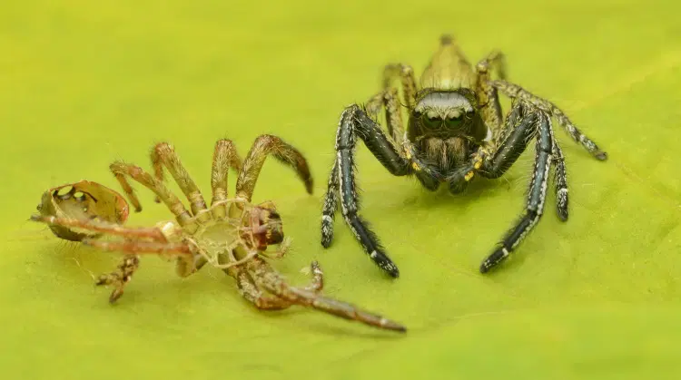 Unveiling the Arachnid Anatomy: Do Spiders Possess Bones?