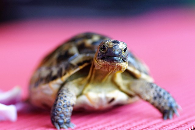 Can a Turtle Survive Without Its Shell? - ReptileStartUp.com