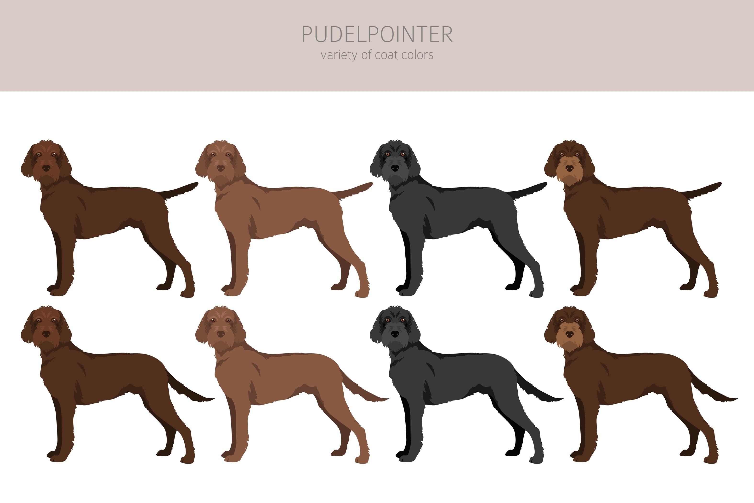 Pudelpointer - FurLyfe!