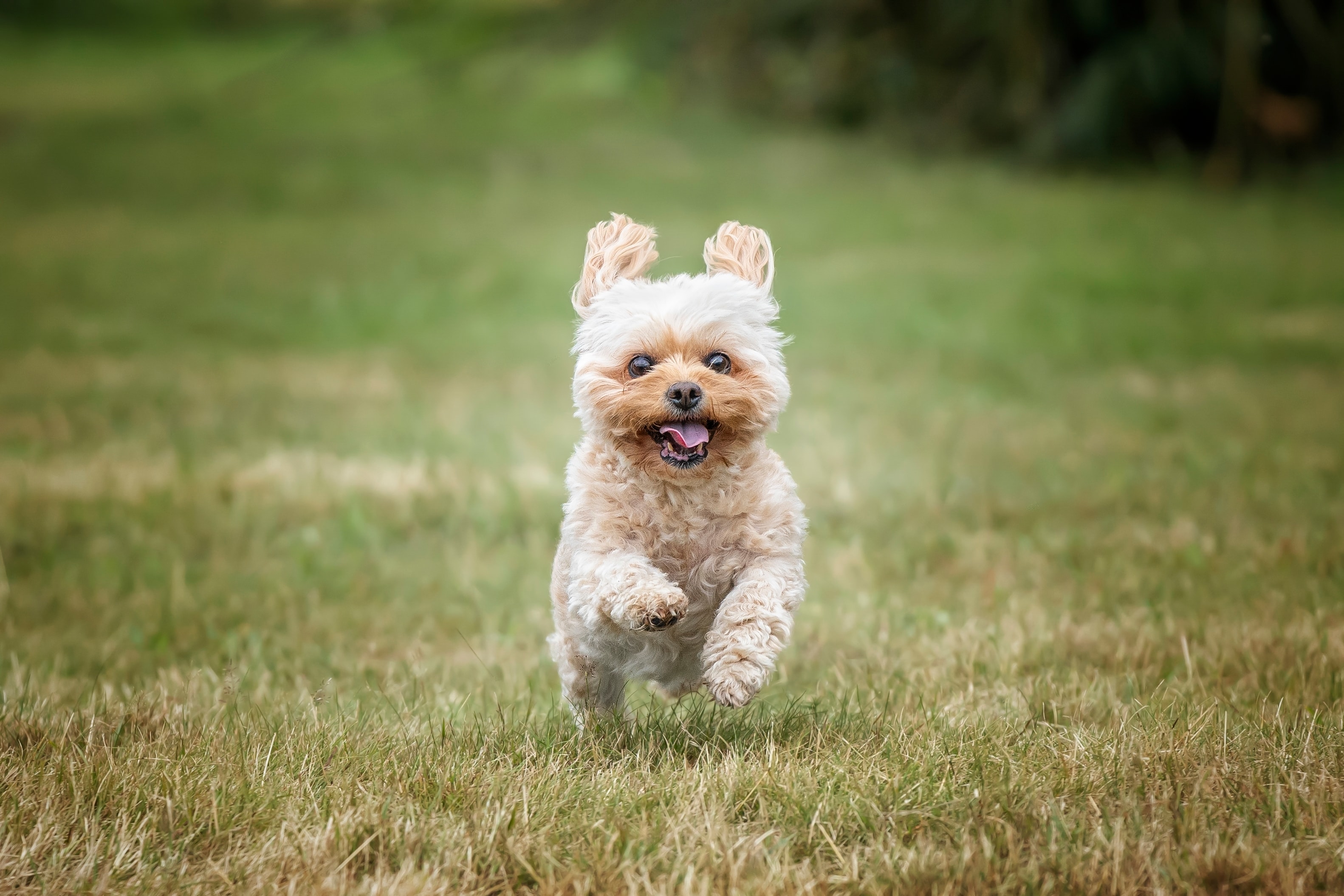 Cavachon: The Cavalier King Charles Spaniel and Bichon Frise Mixed ...