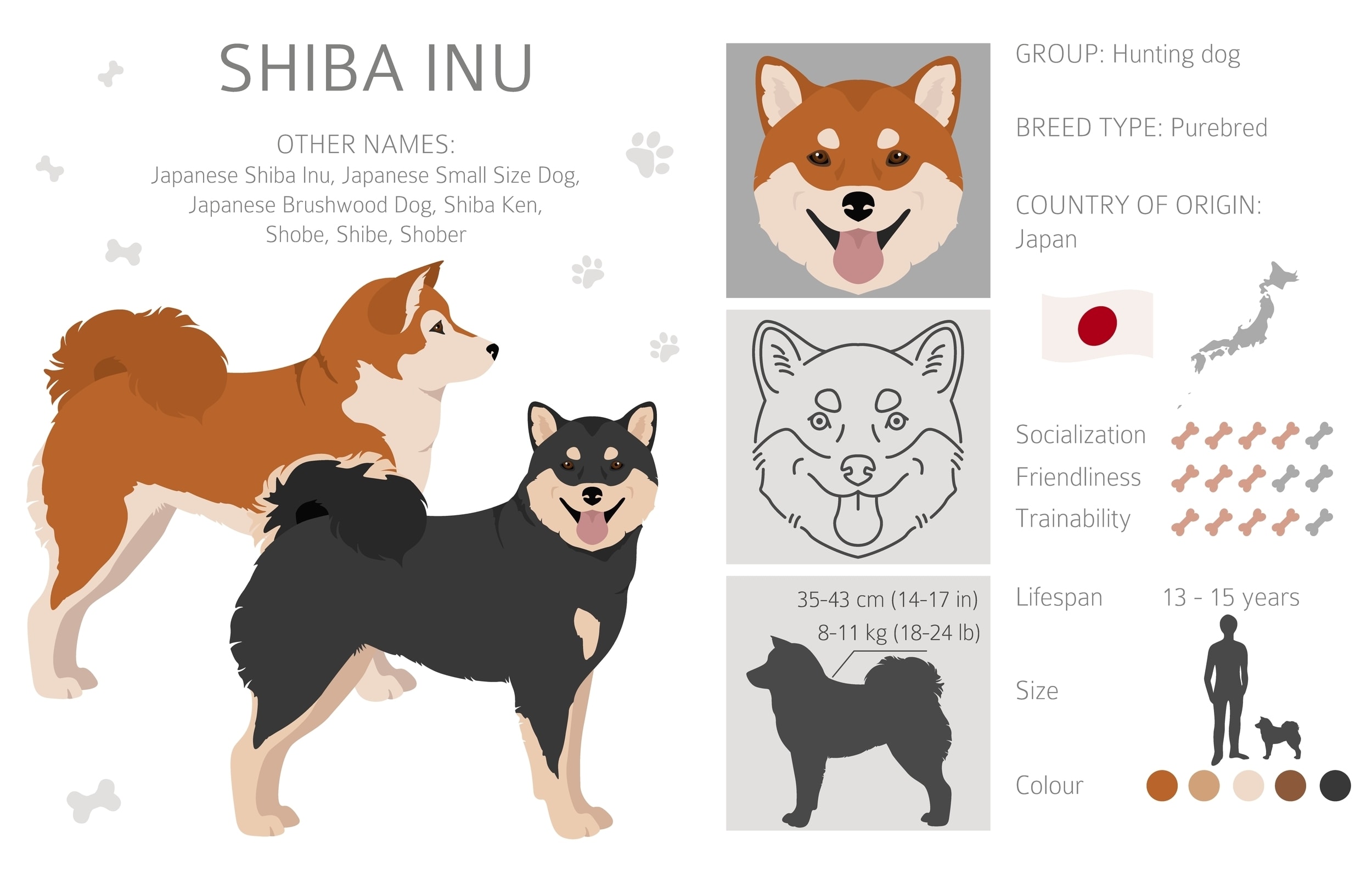 Shiba Inu - Dog Breed Information & Characteristics - FurLyfe!