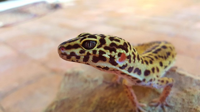 Why Do Leopard Gecko Legs Shake? - ReptileStartUp.com
