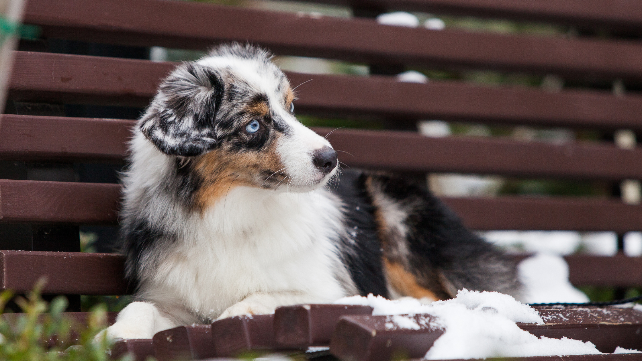 Miniature American Shepherd - FurLyfe!