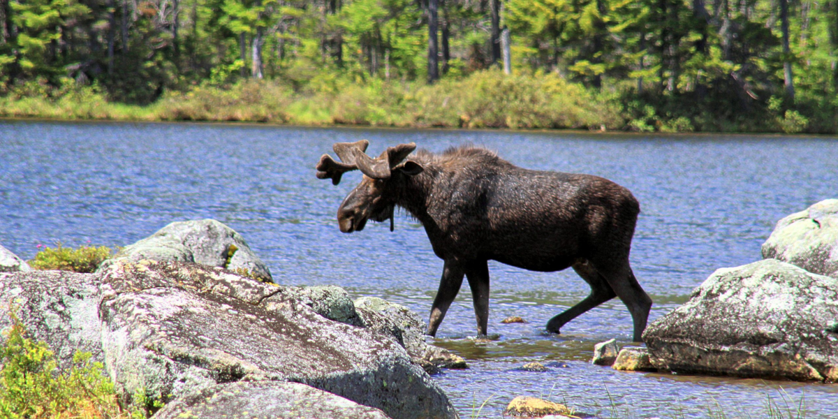 12 Interesting Animals In New Hampshire