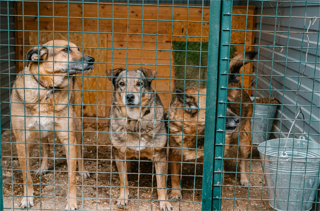 Animal Shelter Fundraiser: 5 Ideas & 12 Tips | *spotfund