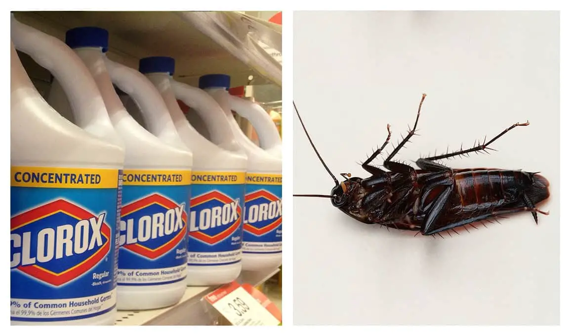 Can Bleach Repel Roaches? Unveiling the Truth