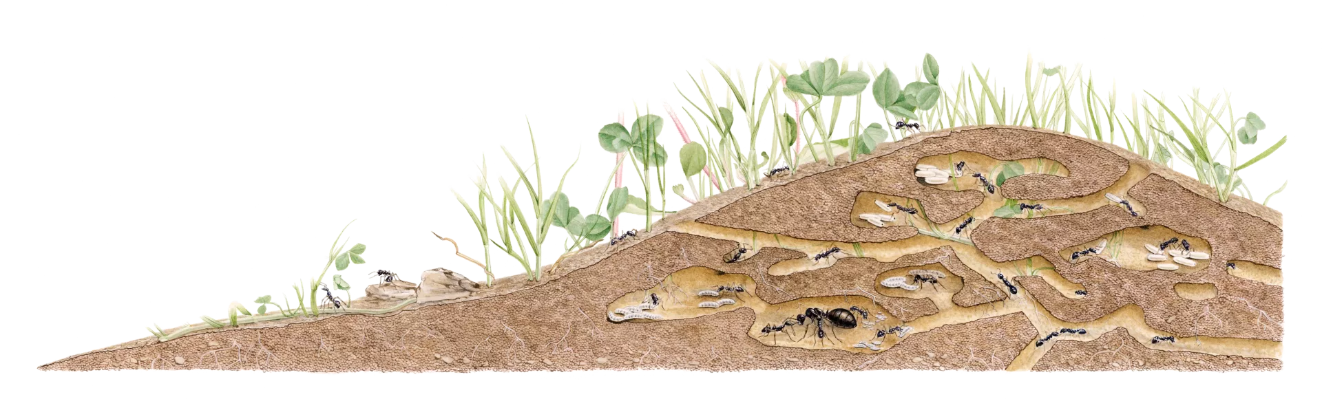 Unveiling the Intricacies: Ants & Their Nests Exposed