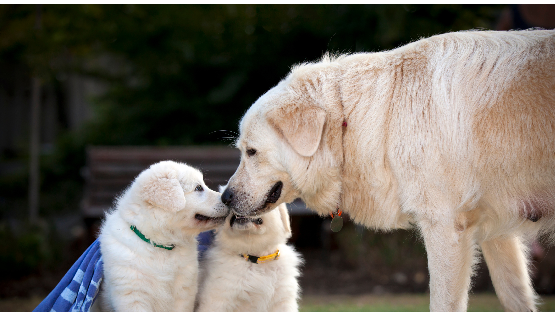 Maremma Sheepdog - FurLyfe!
