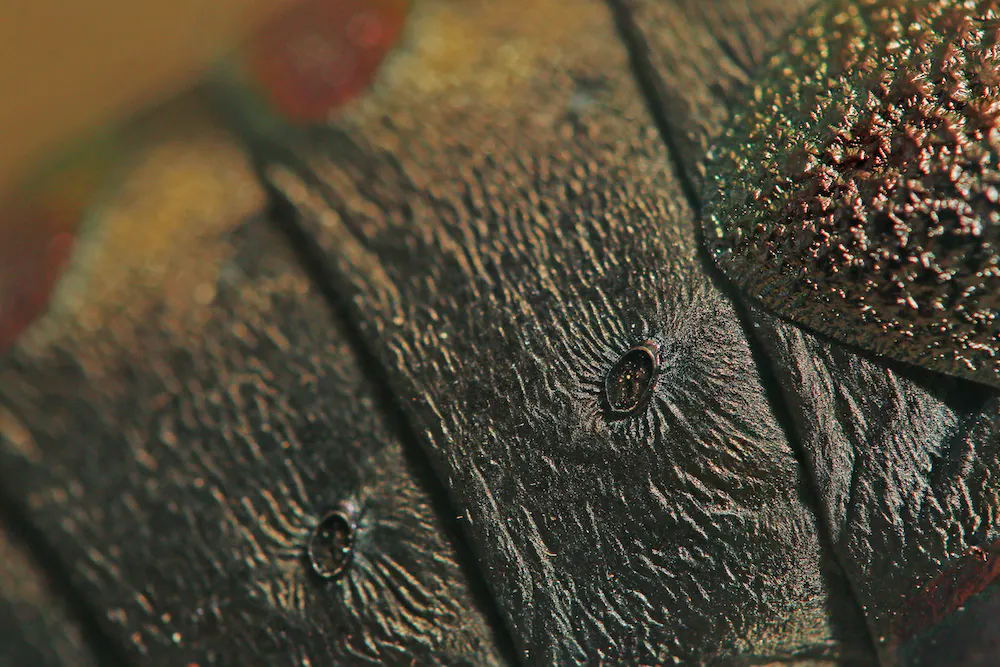 Decoding Ant Anatomy: Do Ants Have Hearts?