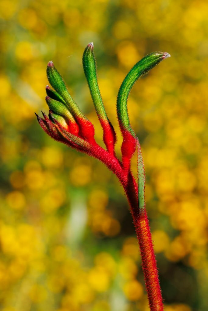 🌹20 Exquisite Flowers that Start with K