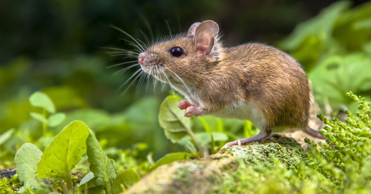 Mouse Adaptability: Surprising Tales of Mice in Varied Environments