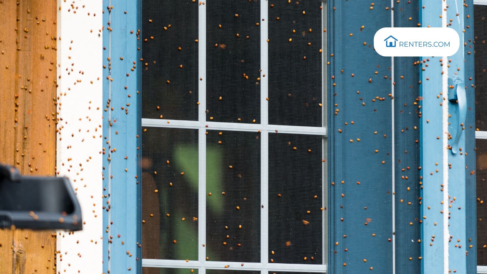 Do House Flies Bite? Learn the Truth Behind Their Behavior