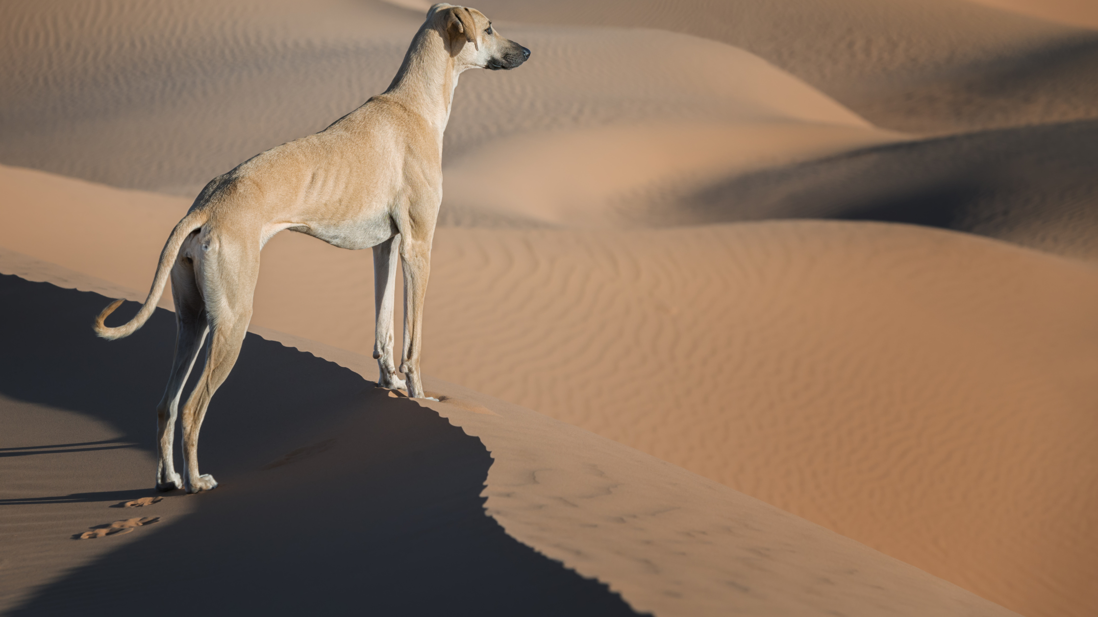 Sloughi - Dog Breed Information & Characteristics - FurLyfe!