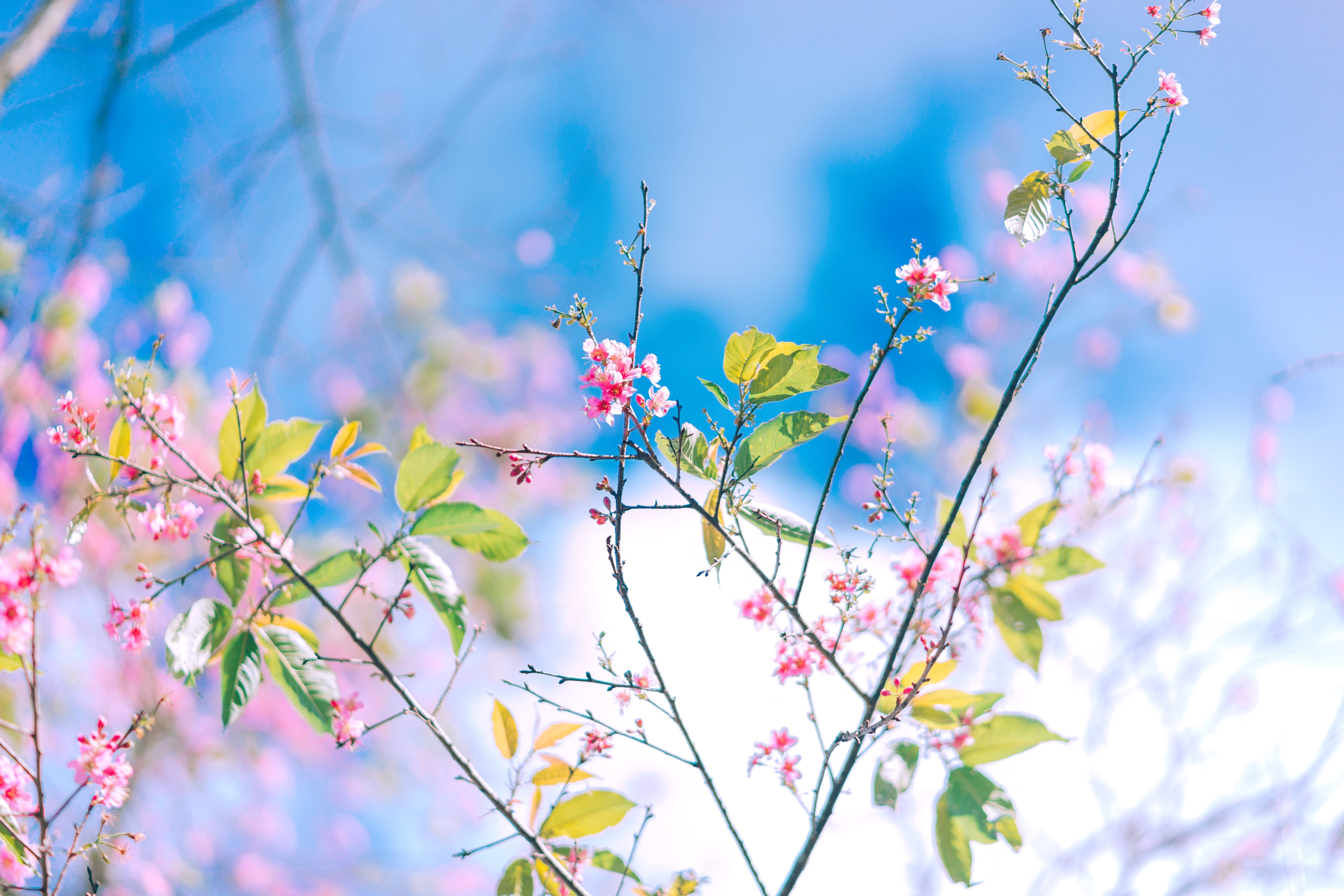 Spanish Flower Names: A Guide to Spanish Blossoms.