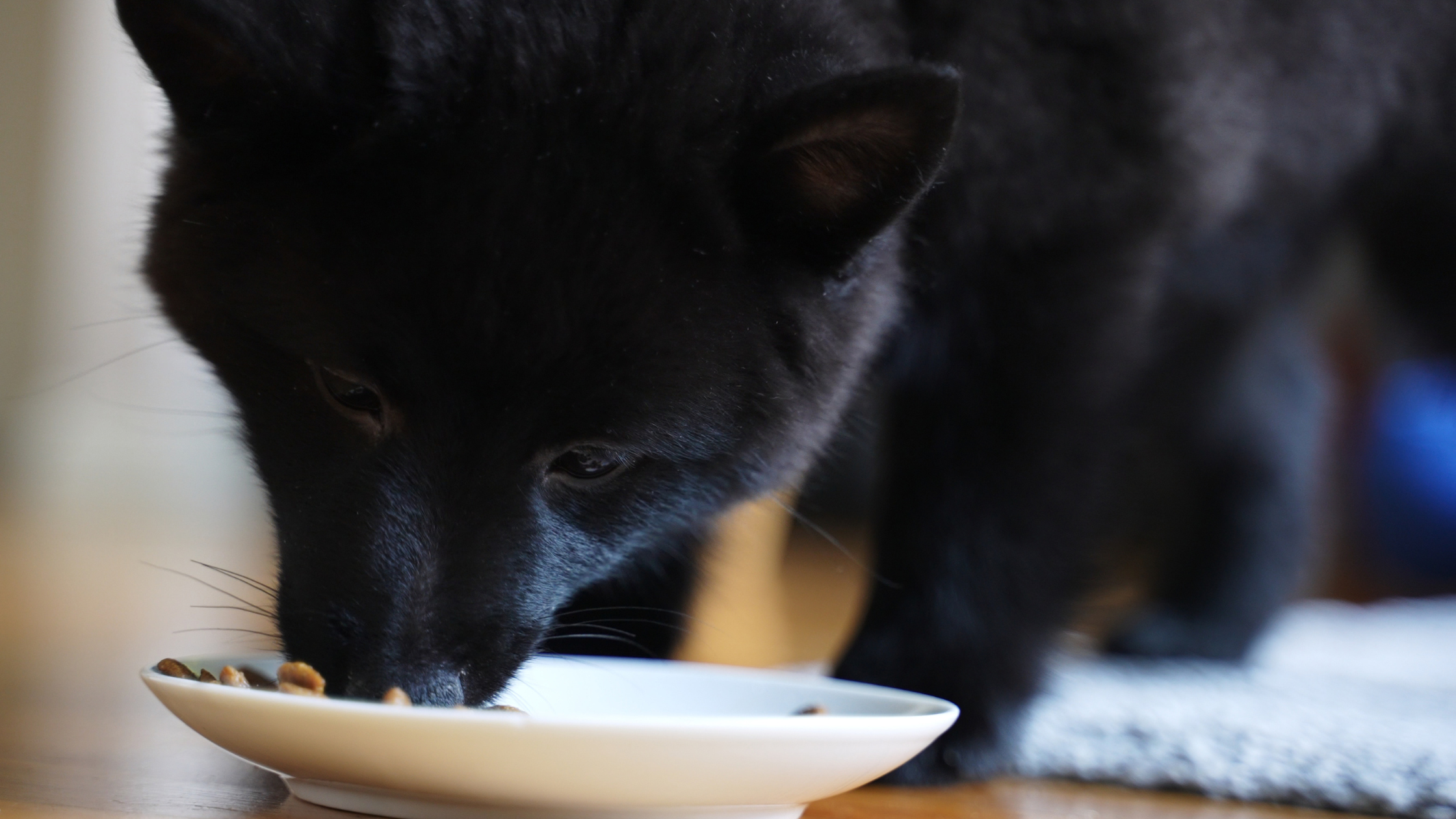 Schipperke - FurLyfe!