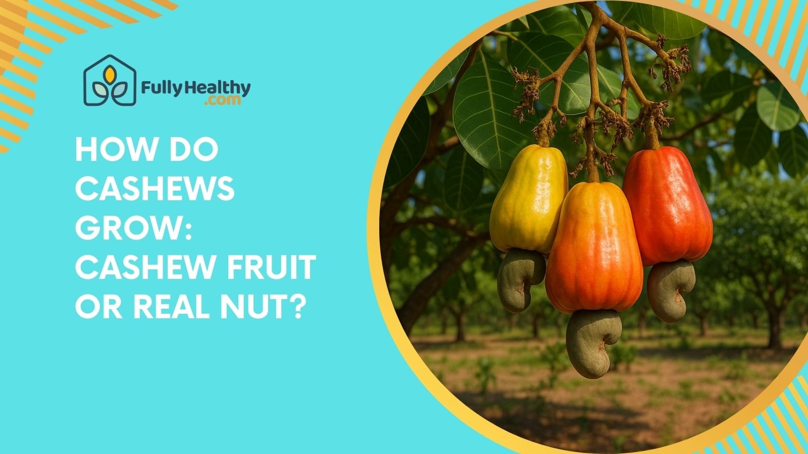 How Do Cashews Grow: Cashew Fruit or Real Nut?