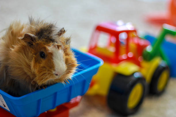 How to Exercise Your Guinea Pig - Healthy Living - Exotic Pet Secrets