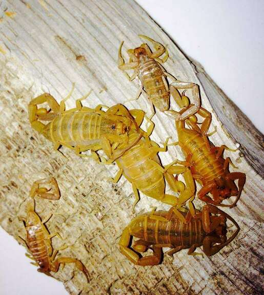 Sting Ops: A Guide to Effective Scorpion Control