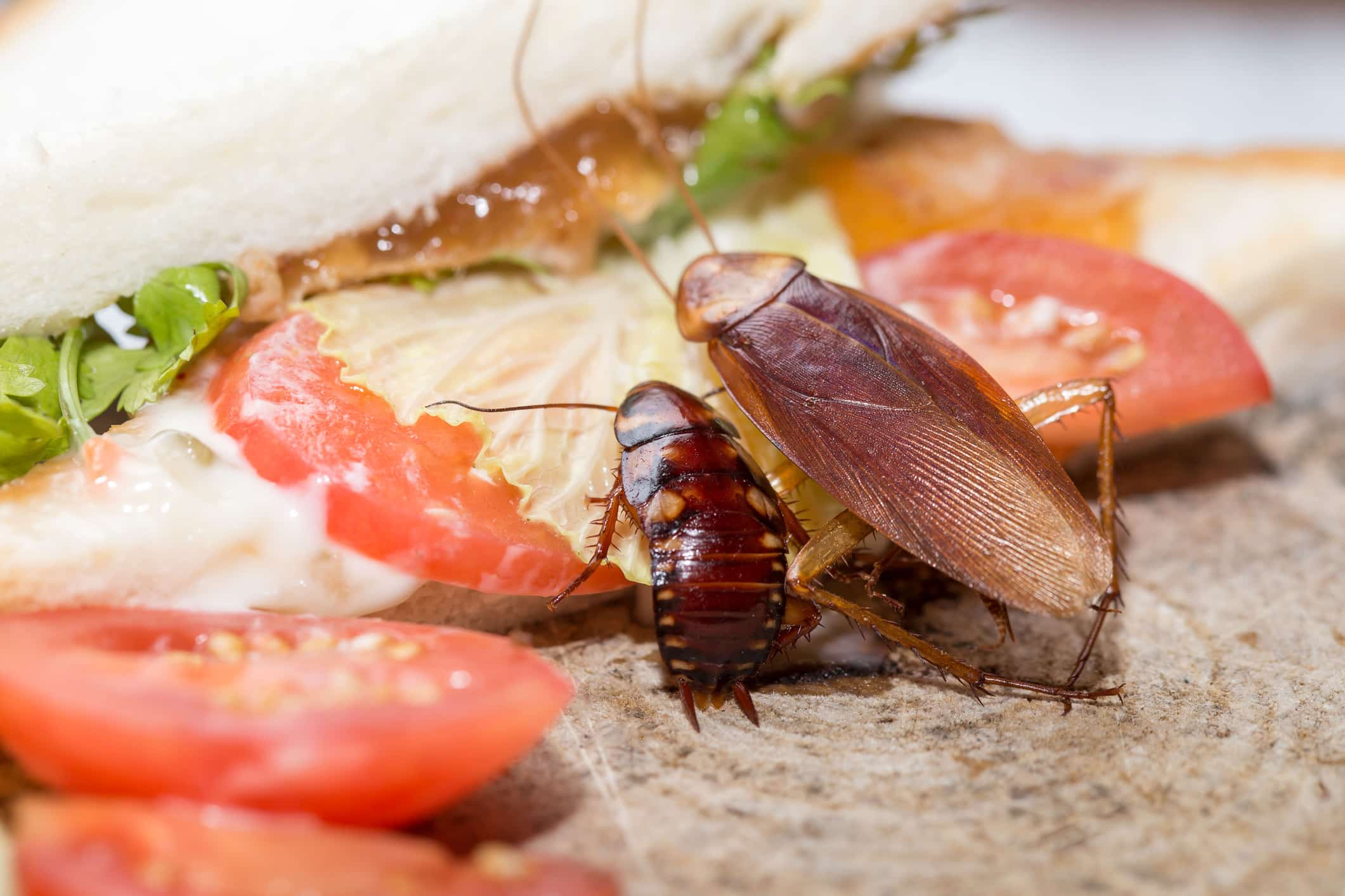 Roach Behavior Revealed: Substances & Food Interactions Unveiled