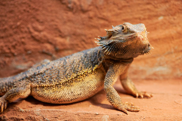 Do Iguanas Lay Eggs? - Exotic Pet Secrets