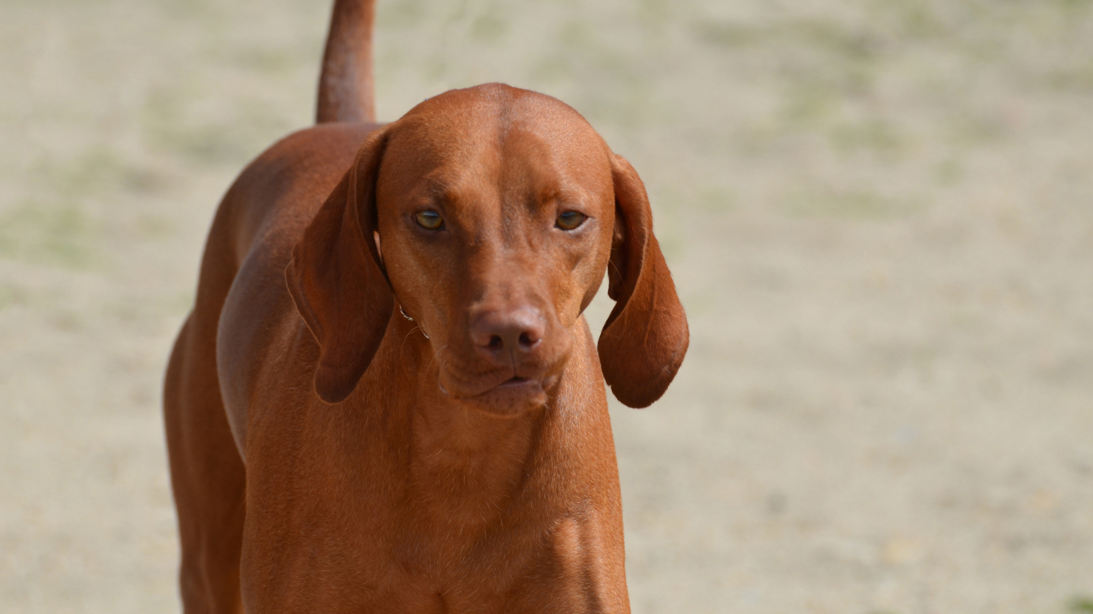 Redbone Coonhound - FurLyfe!