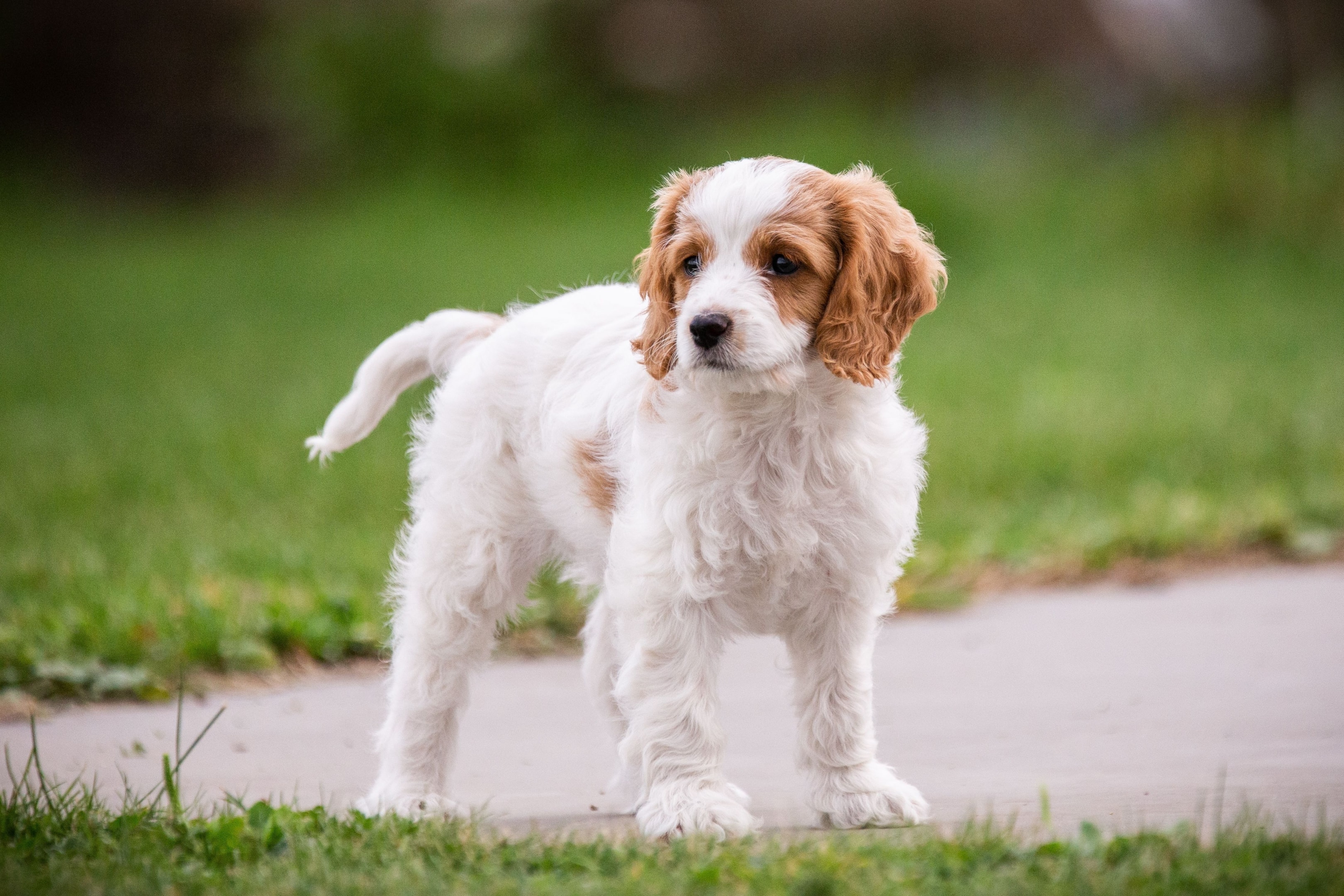 Cavachon: The Cavalier King Charles Spaniel and Bichon Frise Mixed ...