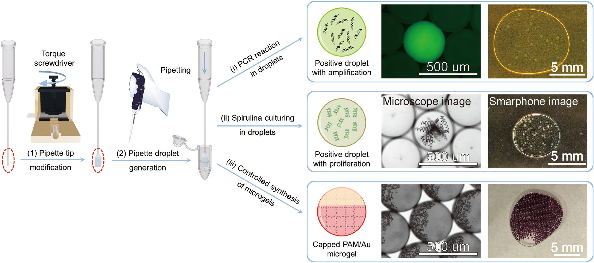A Complete Guide to Pipettes: Functions, Types, and Usage Tips