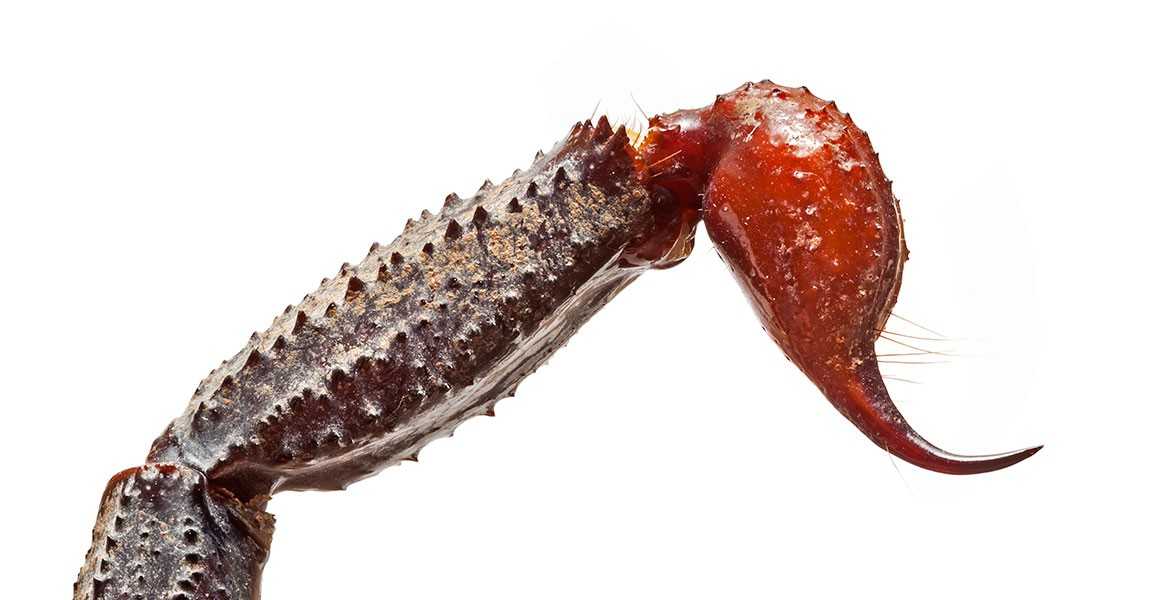 Decoding Scorpions: Unveiling Behavior & Exquisite Characteristics