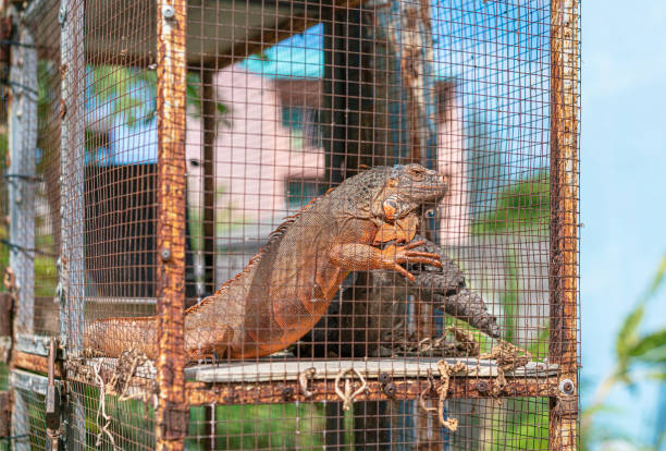 Everything You Need to Know About Owning Pet Iguanas